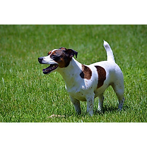 PET SUPPLEMENTS Dog Bad Breath Products - PROBIOTICS for Dogs - Healthy Gut - Stop Gas Diarrhea and Bad Breath - Digestive Boost - Dog probiotics chewable Buddy - 1 Bottle (60 Treats)