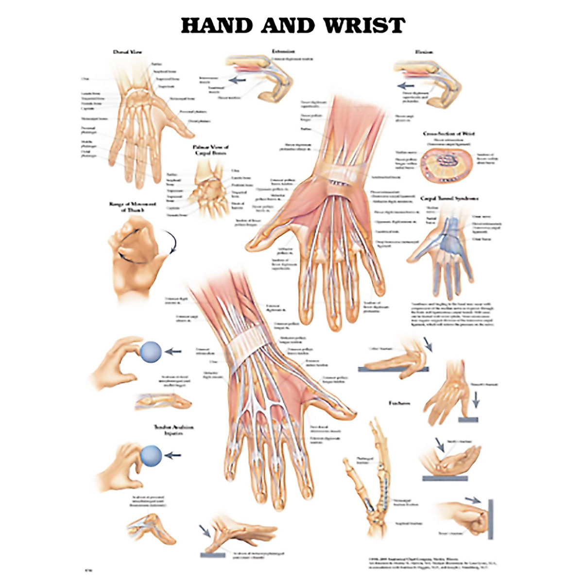 Hand and Wrist Anatomical Chart