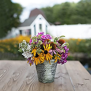 Northern Lights The Flower Garden English Daisy Candle/Planter, 12 oz