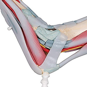 3B Scientific M34/1 Foot Skeleton w/ Ligaments and Muscles - 3B Smart Anatomy
