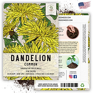 Seed Needs, Dandelion Seeds - 250 Heirloom Seeds for Planting Taraxacum officinale - Non-GMO & Untreated - Great for Tortoises, Rabbits & Bearded Dragons (2 Packs)