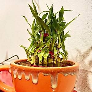 Mainam Lucky Bamboo Straight Dracaena sp Bundle US Nursery Live Aquarium Plants Freshwater Fish Tank House Plants Decorations Aquatic Plant 3 Days Pond Tropical