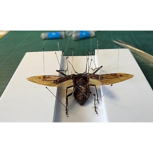 Insect Pinning Board, EVA Foam Board Pose Insects Boards Butterfly Spreading Wings Board Combined Plates, Adjustable Wide Spacing Double Sided Usable Insect Specimen Tools for Bugs Collection (1 PACK)