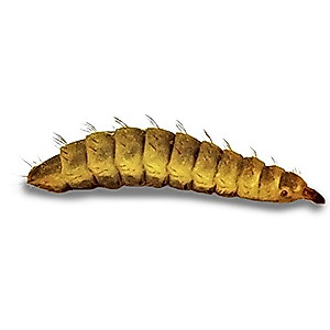 Josh's Frogs Black Soldier Fly Larvae (50 Count - Small)