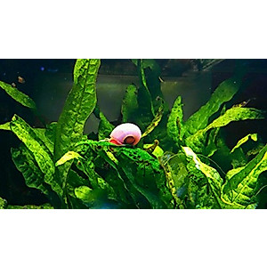 9+ Live Ramshorn Snails Aquarium or Pond, Algae Clean Up! Shipped Daily!