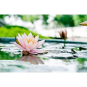 60 Pcs Mix Bonsai Bowl Lotus Seeds, Water Lilys Flower Plant, Lotus Seeds for Planting Water Features Seeds Non-GMO Fresh Garden Seeds