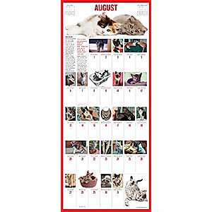 365 Kittens-A-Year Picture-A-Day Wall Calendar 2023: Absolutely Spilling Over With Kittens