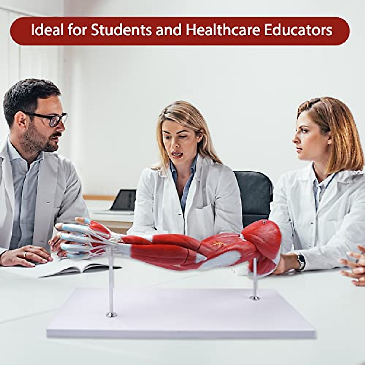 breesky Muscular Arm Anatomy Model, Life Size Arm Model Anatomy Model Scientific Arm Anatomical Muscle 7 Parts Numbered Shows Muscles of The Shoulder, Arm and Hand, Includes Stand