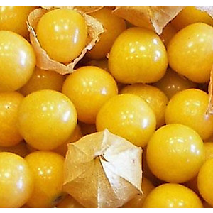 Ground Cherry Seeds - Aunt Molly's Organic USDA Certified Organic Vegetable Seed - Seeds for Ground Cherries - 250 Seeds
