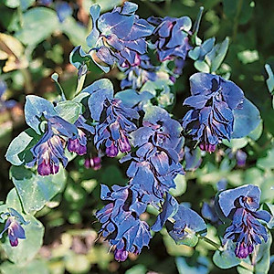 Outsidepride Cerinthe Major Honeywort Plant Garden Flower Seeds - 50 Seeds