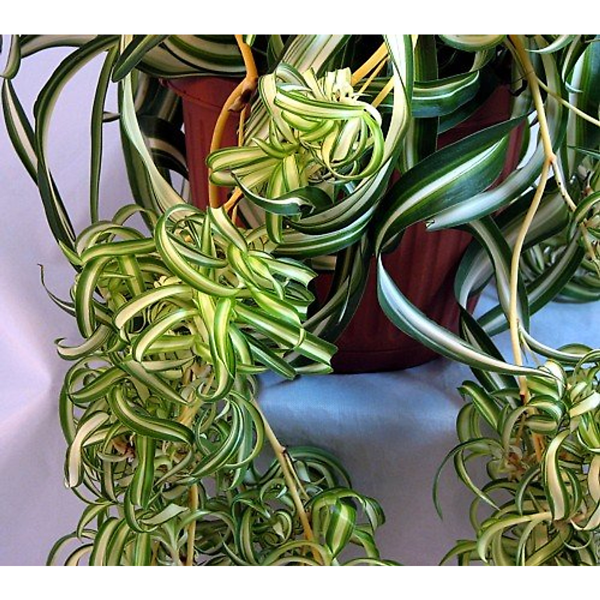 Bonnie Curly Spider Plant - Easy - Cleans the Air - 4" Pot - Grown by Hirt's Gardens