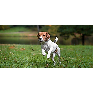 My Lucky Pets Dog Hip and Joint Complex - Vet Approved - Powerful Formula - Immune Support - Increase Joint Mobility - Dog glucosamine and condroidin Supplement - 1 Bottle (120 Tablets)