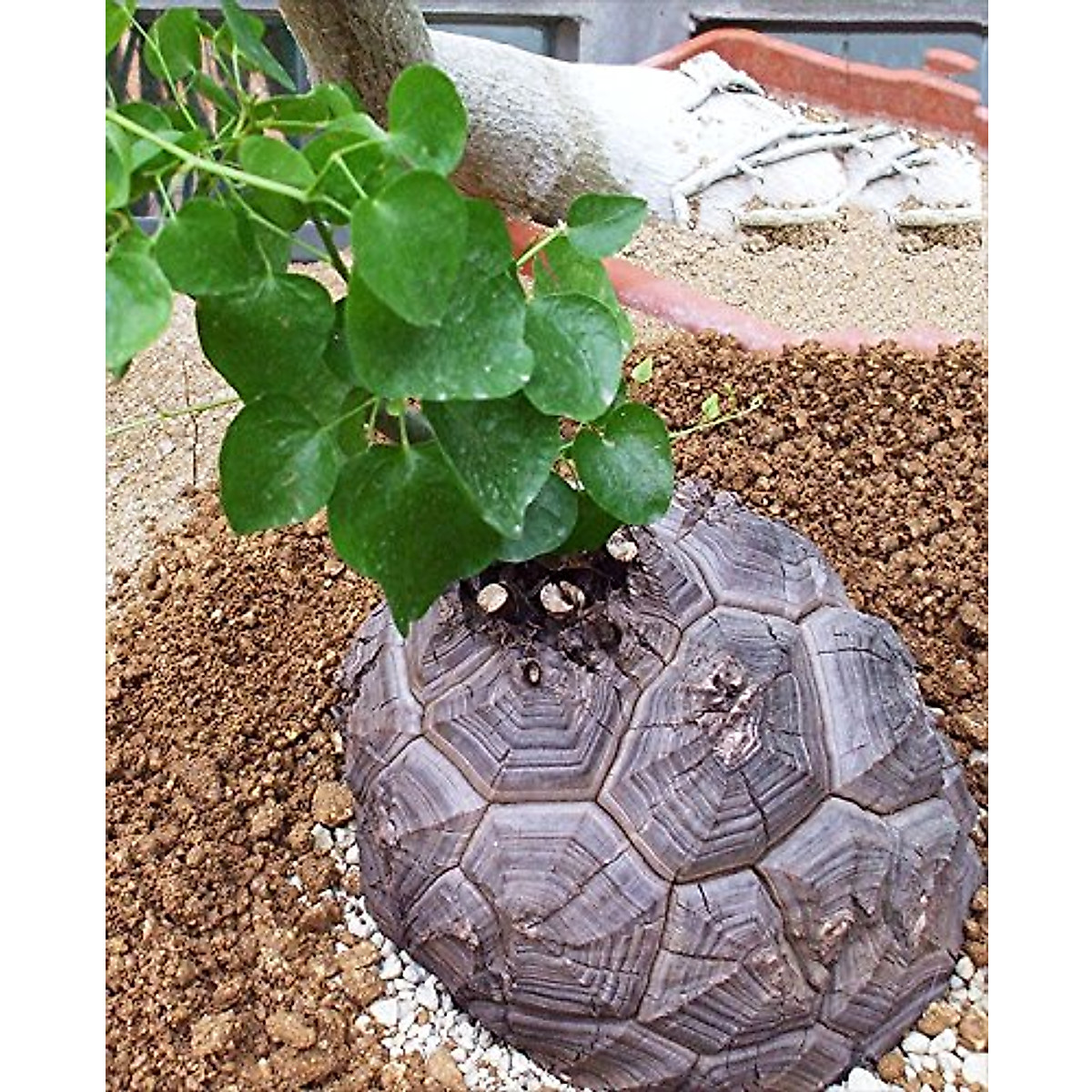 YoYoBoo DD 2016 New Available Dioscorea Elephantipes Imported Elephant's Foot Yam Seeds