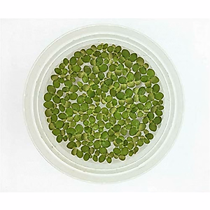 Aquarium Plant Center Giant Duckweed, Spirodela polyrhiza, Live Aquarium/Aquatic/Freshwater/Floating/Pond Plant, Planted Tank, Aquascaping (30 Plants)
