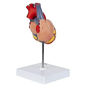 Axis Scientific Heart Model, 2-Part Deluxe Life Size Human Heart Anatomical Replica, 34 Anatomical Structures, 3D Heart Model Anatomy, Magnetic Design, Mounted Display Base, Detailed Product Manual