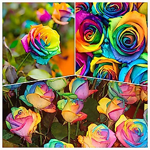 100-Colorful Rainbow Rose Seeds-Beautiful Flower-Perennial