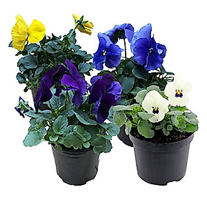 Live Healthy Flowering Pansies - Assorted Colors (4 Plants Per Pack), Early Spring Color, 6" Tall by 4" Wide in 1 Pint Pot