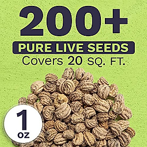 Sweet Yards Seed Co. Nasturtium Seeds – Mixed Colors – Extra Large Packet – Over 200 Open Pollinated Non-GMO Flower Seeds – Tropaeolum majus