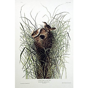 Nuttalls lesser-marsh Wren. From"The Birds of America" (Amsterdam Edition)