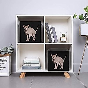 Hairless Sphynx Cat Collapsible Storage Bins Basics Folding Fabric Storage Cubes Organizer Boxes with Handles