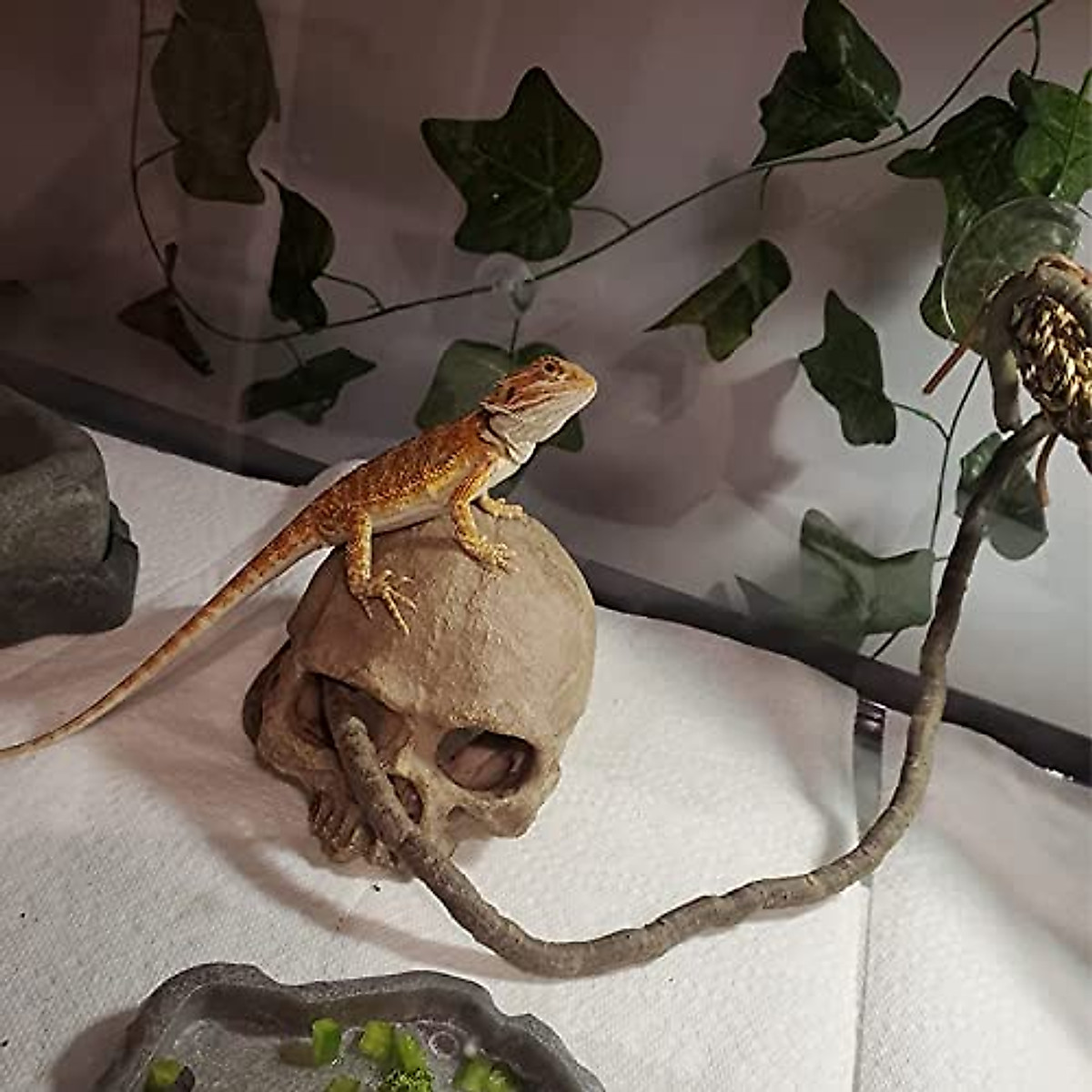 kathson Reptile Habitat Skull Decoration Bearded Dragon Tank Accessories Resin Human Skulls Hide Cave Hanging Vines Plant for Lizards Tortoise Snake Chameleon Spider Reptiles Amphibians(4 PCS)