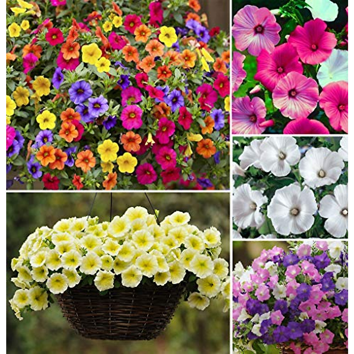 200+ Mixed Petunia Climbing Flower Seeds Plants Annual Flower Bonsai Decorative