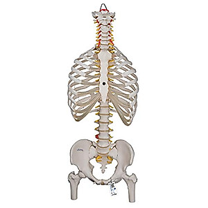 3B Scientific A56/2 Classic Flexible Spine w/ Ribs and Femur Heads - 3B Smart Anatomy