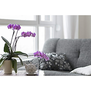 Orchid Fertilizer | Food | Encourages Orchids to Grow in Pot/Pots | for Indoor Outdoor Plant | Orchid Potting Mix by Aquatic Arts