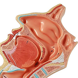 Evotech Life Size Nasal Oral Cavity Throat 1:1 Human Nasopharynx Laryngopharyngeal Nasal Cavity, Oral Cavity, Pharynx, Larynx, Anatomical Model,