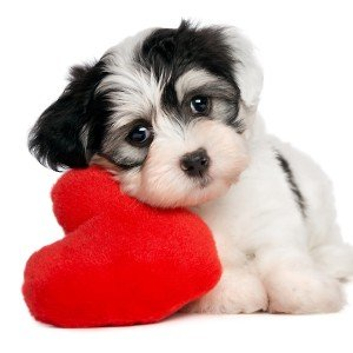 Omega 3 for Pets - Omega 3 - Advanced Complex - Health & Wellness for Dogs, Dog Omega 3 Supplement Oil, Fish Oil for Dogs Skin and Coat and Joints, Omega 3 Fatty Acid Supplements 3 Bottle 540Softgels