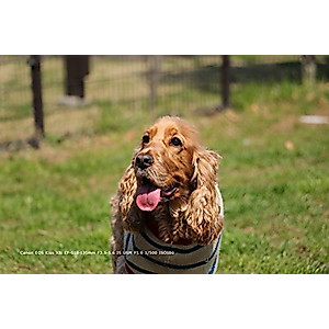 Canon DSLR camera EOS Kiss X8i lens kit EF-S18-55mm F3.5-5.6 IS STM comes KISSX8I-1855ISSTMLK [International Version, No Warranty]