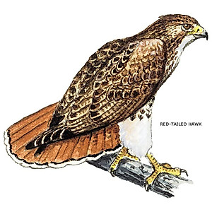 CafePress Red Tailed Hawk Bird Throw Blanket Super Soft Fleece Plush Throw Blanket, 60"x50"