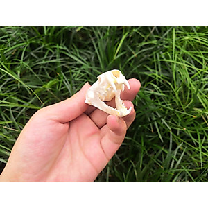 Racoon Dog Skull,Cat Skull,Coypu Skull,Muskrat Skull,Fox Skull,Raccoon Dog Skull,Mink Skull,Taxiderm Skull Specimen