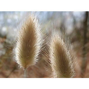 Nikon digital camera COOLPIX P610 (Black) P610BK [Camera]