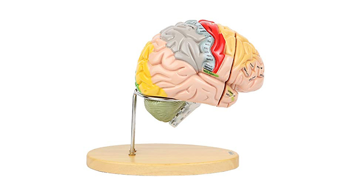 Axis Scientific 1.5X Life-Size Brain Model for Study