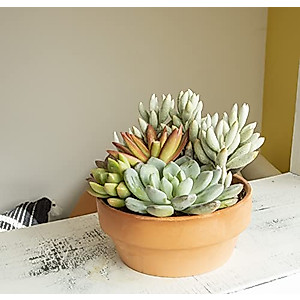Live Succulents Assortment in Clay Pot, Garden Succulent Planter, Unique Gardening Gifts for Plant Lovers, Live Succulent Plants Live Plants, Live Succulents Plants Live Houseplants by Plants for Pets