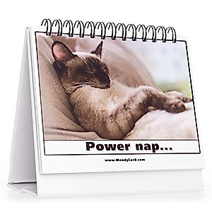Moodycards Office Gift For Cat Lovers Make Everyone Laugh with These Adorable and Hilarious Cat memes - Let The Kittys Tell Everyone How You Feel! A Terrific Office Gift! 25 Different Moods