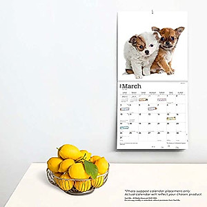 The Beauty of Chihuahua Puppies | 2024 12 x 24 Inch Monthly Square Wall Calendar | Sticker Sheet | StarGifts | Animals Small Dog Breeds