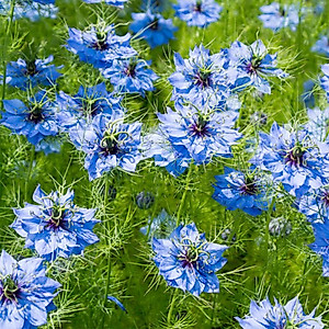QAUZUY GARDEN 500 Blue Nigella Damascena Seeds Love in a Mist Miss Jekyll, Devil in The Bush- Flower Seeds Striking Landscape Plant Low Maintenance
