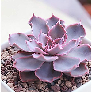 Seeds Of Strength Mixture 200+ Succulents Seeds Garden and Home Bonsai Flower Plant