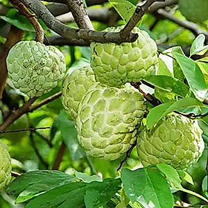 Annona Squamosa Sugar Apple Tree Live Plant - Sweetsop Asian Fruit 9-14" Tall