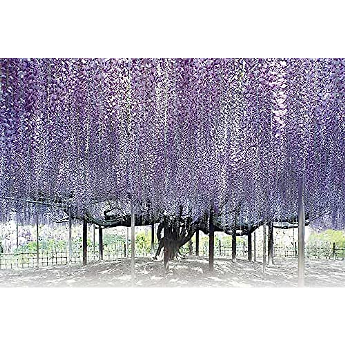 OrgMemory 24 Pack Artificial Wisteria Hanging Flowers Fake Wisteria Garland Silk Vines Ratta Lush Long Flower String for Home Room Wall Outdoor Garden Wedding Party Decorations (Purple)