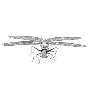 Metal Earth Dragonfly 3D Metal Model Kit Bundle with Tweezers Fascinations
