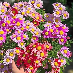 1000+Pyrethrum Seeds for Planting -Pyrethrum Flower Seeds Yellow-Tanacetum Chrysanthemum Plant Garden Flower Seed