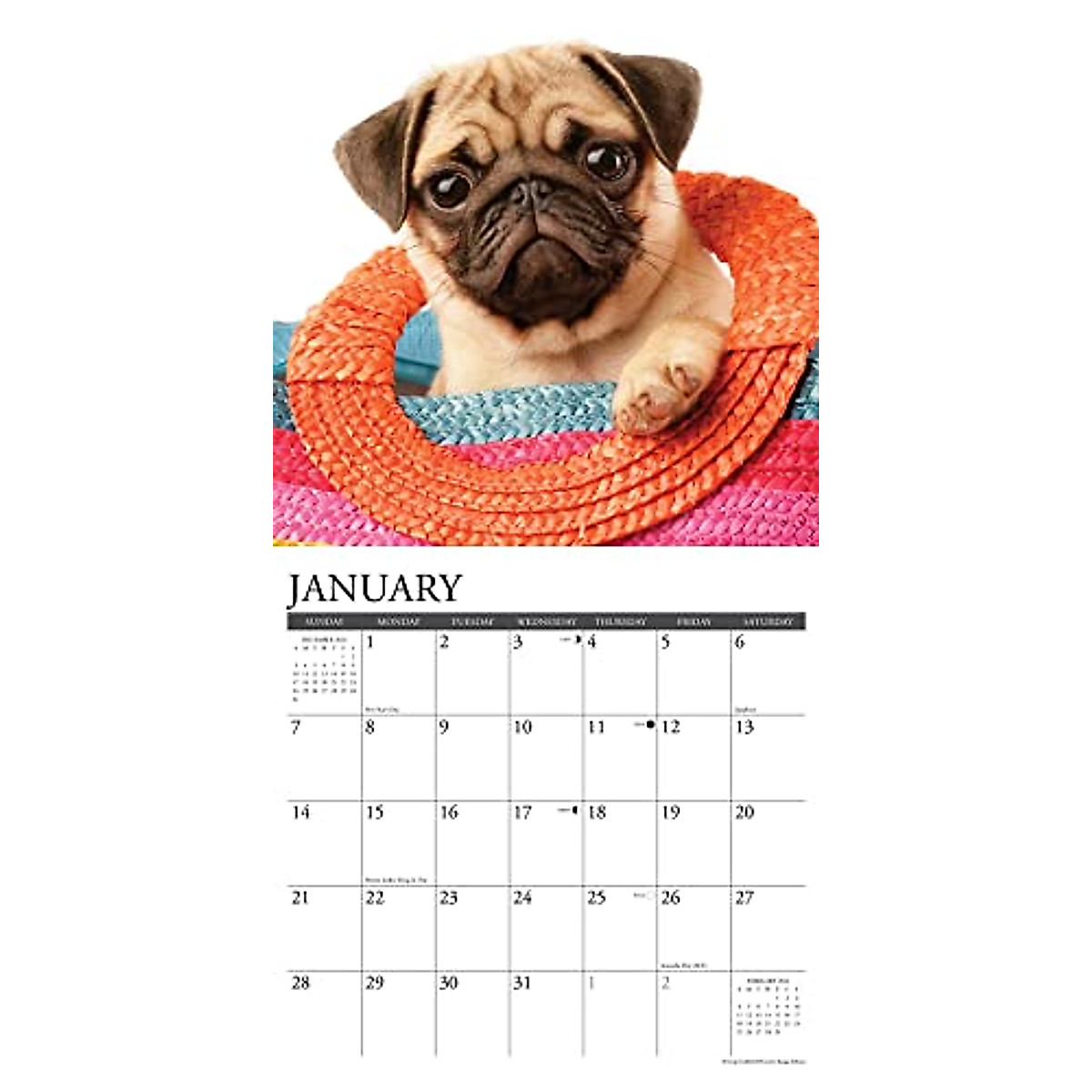 Willow Creek Press Pug Puppies Monthly 2024 Wall Calendar (12" x 12")