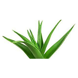 Organic Hair Solution-CELLULITE & STRETCH MARKS CREAM- Advance Formula Maternity Cream- With Neem, Cedarwood, Aloe vera Jojoba seed, Vitamin E,avocado oil, castor oil, green tea oil