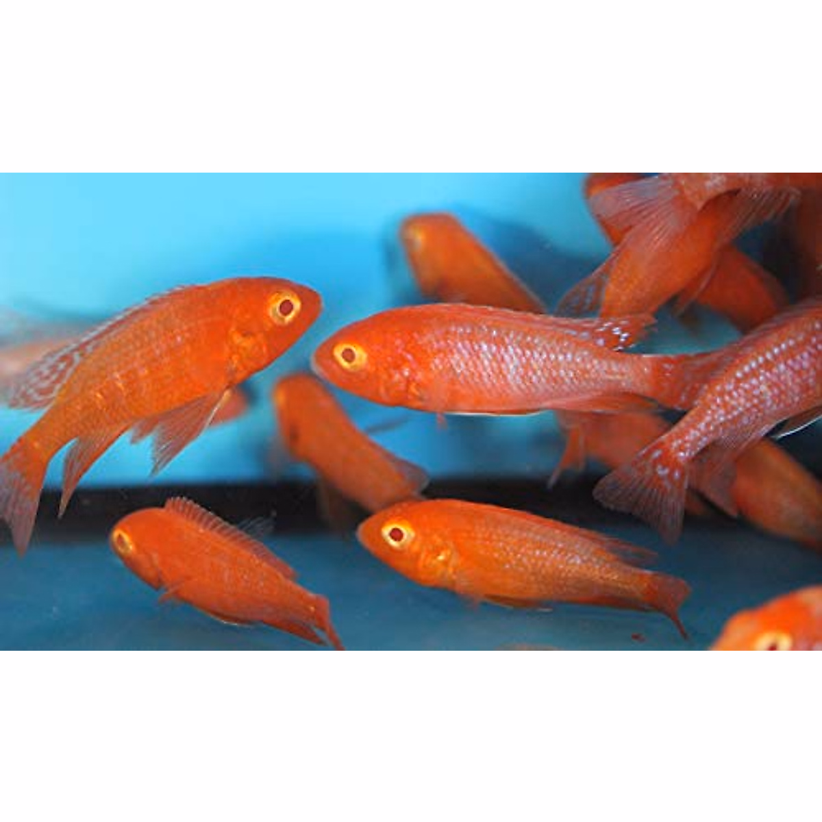 Family of (5) African Cichlids 2" Live Tropical Fish Assorted Alonocara Peacock Cichlid Fish