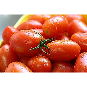 "Italian Roma" Tomato Seeds for Planting, 25+ Heirloom Seeds Per Packet, (Isla's Garden Seeds), Non GMO Seeds, Botanical Name: Solanum lycopersicum, Great Home Garden Gift