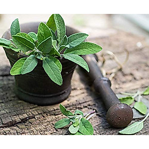 Gaea's Blessing Seeds - Sage Seeds (1.5g) Non-GMO Seeds with Easy to Follow Planting Instructions - Heirloom 88% Germination Rate