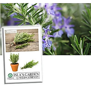 Rosemary Seeds for Planting, 100+ Heirloom Seeds Per Packet, (Isla's Garden Seeds), Non GMO Seeds, Fragrant Herb, Botanical Name: Salvia rosmarinus, Great Home Garden Gift